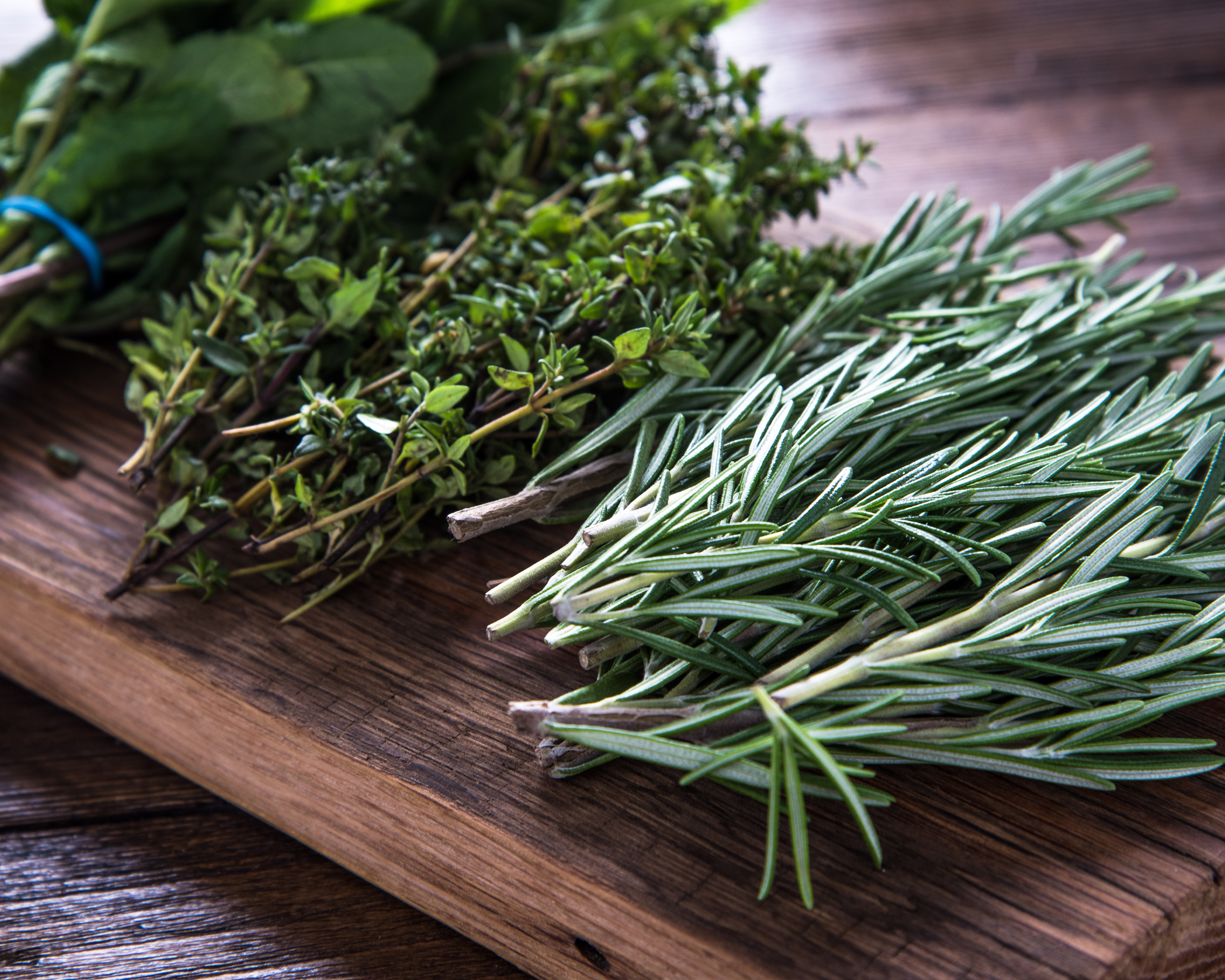 Examples Of Herbs Plants