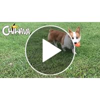 Chiwava 4 Pack 3.2'' Latex Squeaky Dog Toy Flat Smiley Face Balls ...