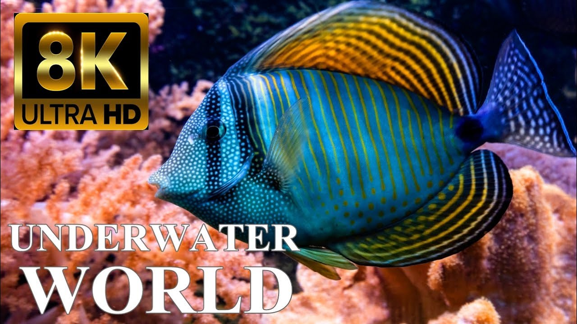Underwater World 4K - App on Amazon Appstore