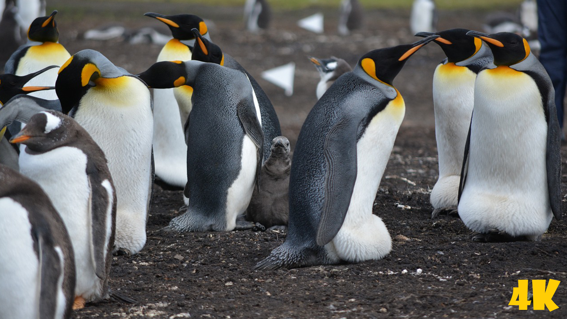 Penguin Screensaver - App on Amazon Appstore