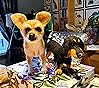A Masterclass in Needle Felting Wildlife: Methods and techniques to ...