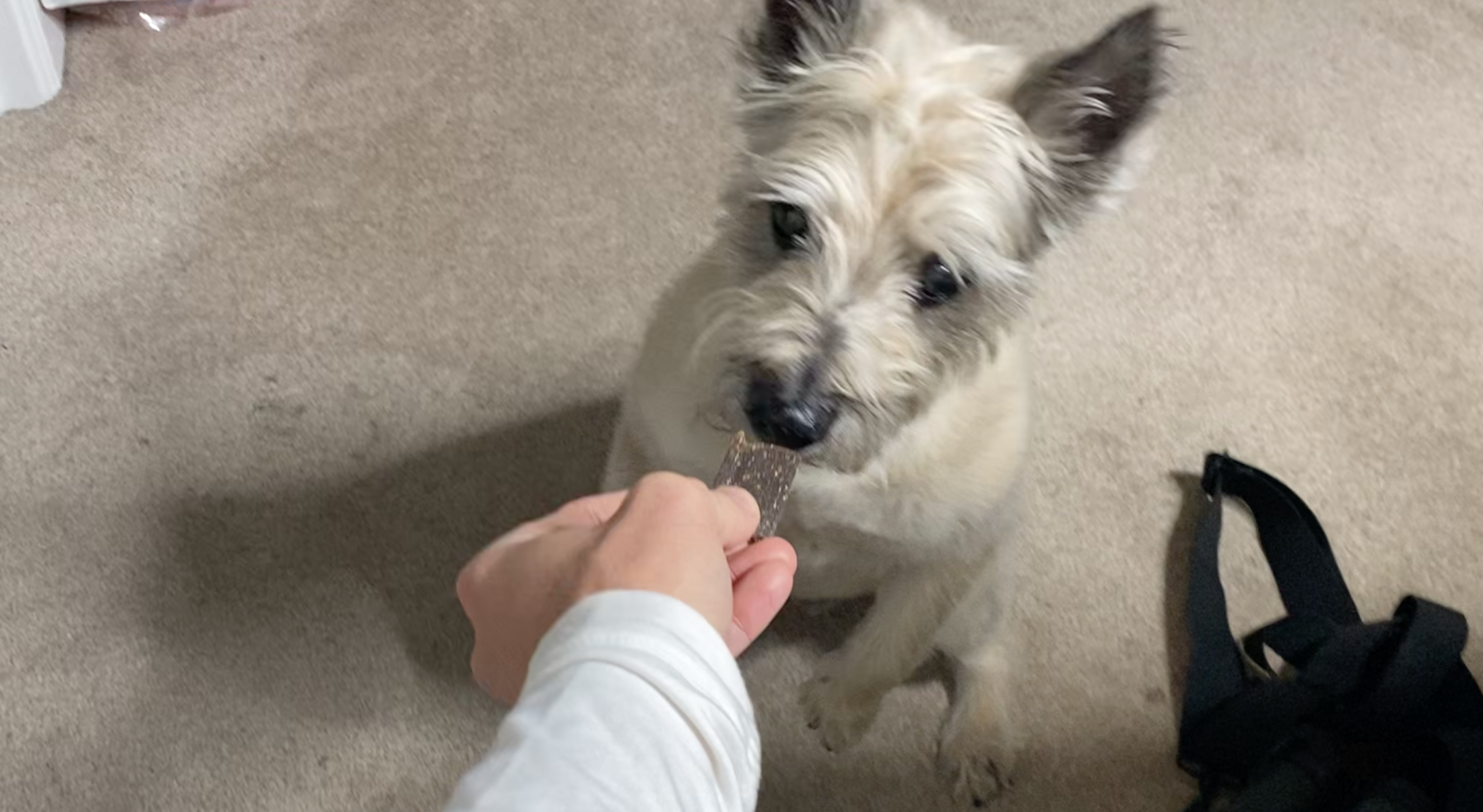 Watch This Stick Is Crack To My Dog. Watch on Amazon Live