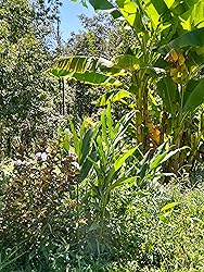 Amazon.com : 4 Hawaiian WHITE (Awapuhi Ke`oke`o) Ginger Plant Roots ...