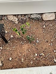 Amazon.com : Ligustrum Japonicum Howardi - 10 Live Plants - Privet ...