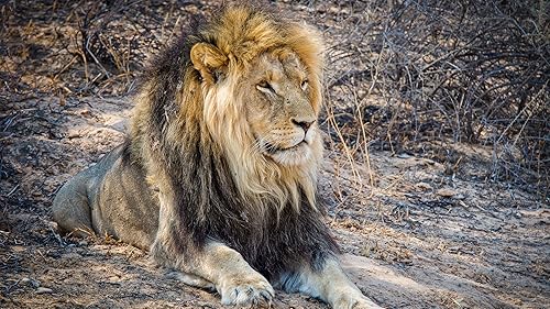 Calm Wildlife TV - Wild animals videos in 4K UHD - App on Amazon Appstore