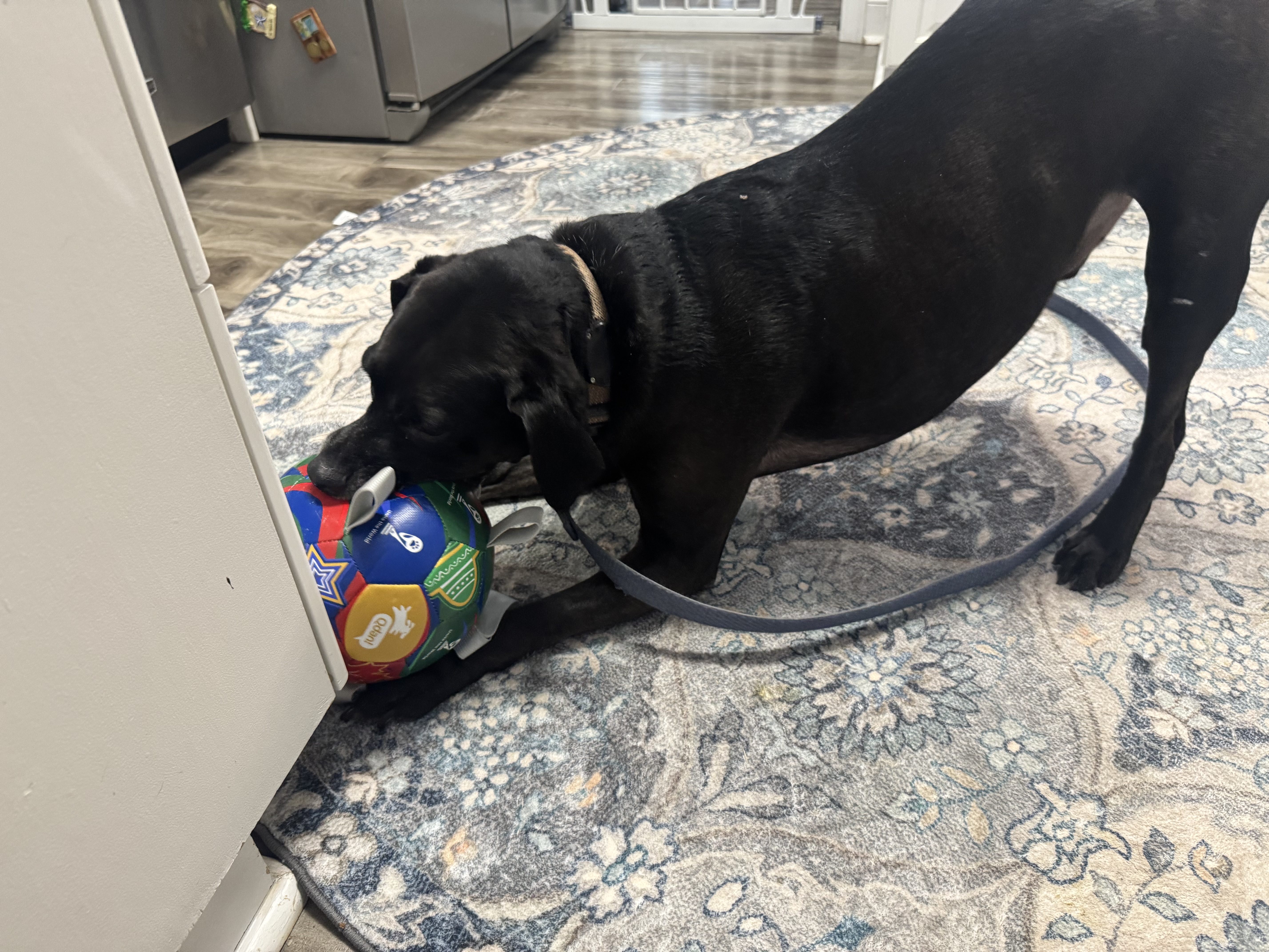Watch This is such a fun dog toy my sweet boy begs to play every day on ...