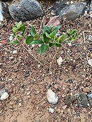 Amazon.com : Ligustrum Japonicum Howardi - 10 Live Plants - Privet ...