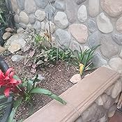 Amazon.com: Hawaiian Pink Ginger Plant Root - 1 Pk - 2 Roots Per Pack ...