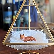 Amazon.com: CollectA Red Fox Figure: Toys & Games