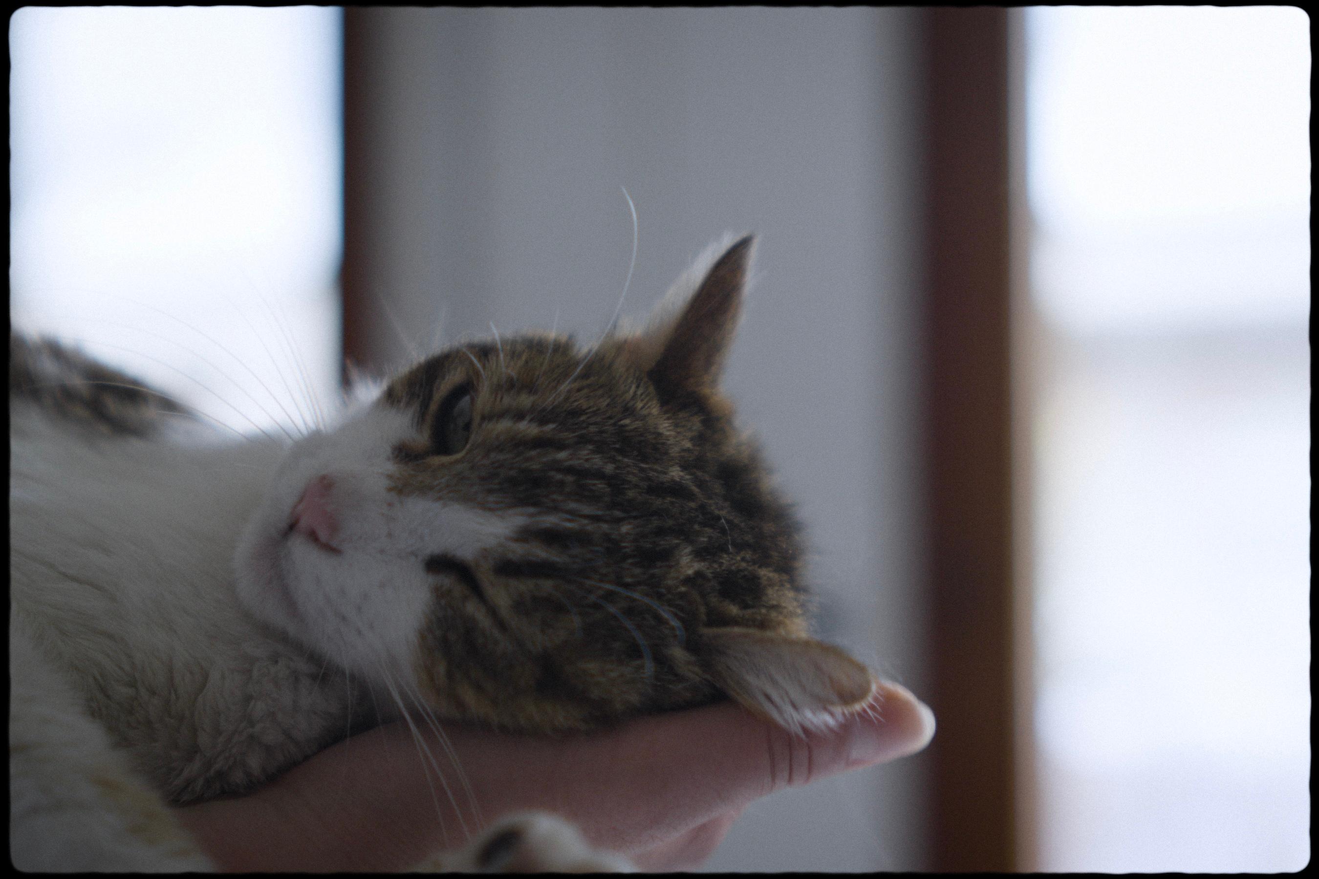 For the Love of Cats (2025)