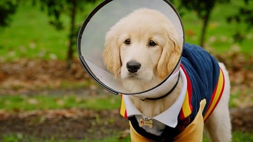 Pup Academy (TV Series 2019) - Episode list - IMDb