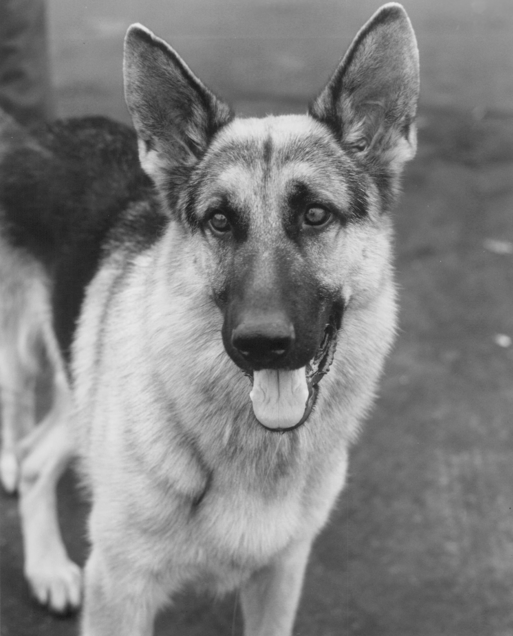 K 9 1989 