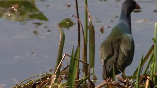 Python Hunters (TV Series 2010– ) - Episode list - IMDb