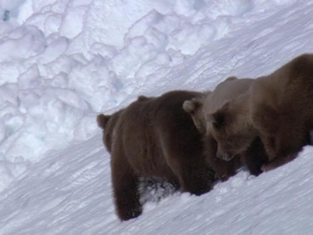 "Nature's Great Events" The Great Salmon Run (TV Episode 2009) - IMDb