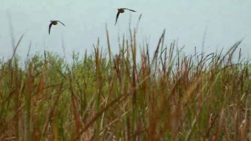 Python Hunters (TV Series 2010– ) - Episode list - IMDb