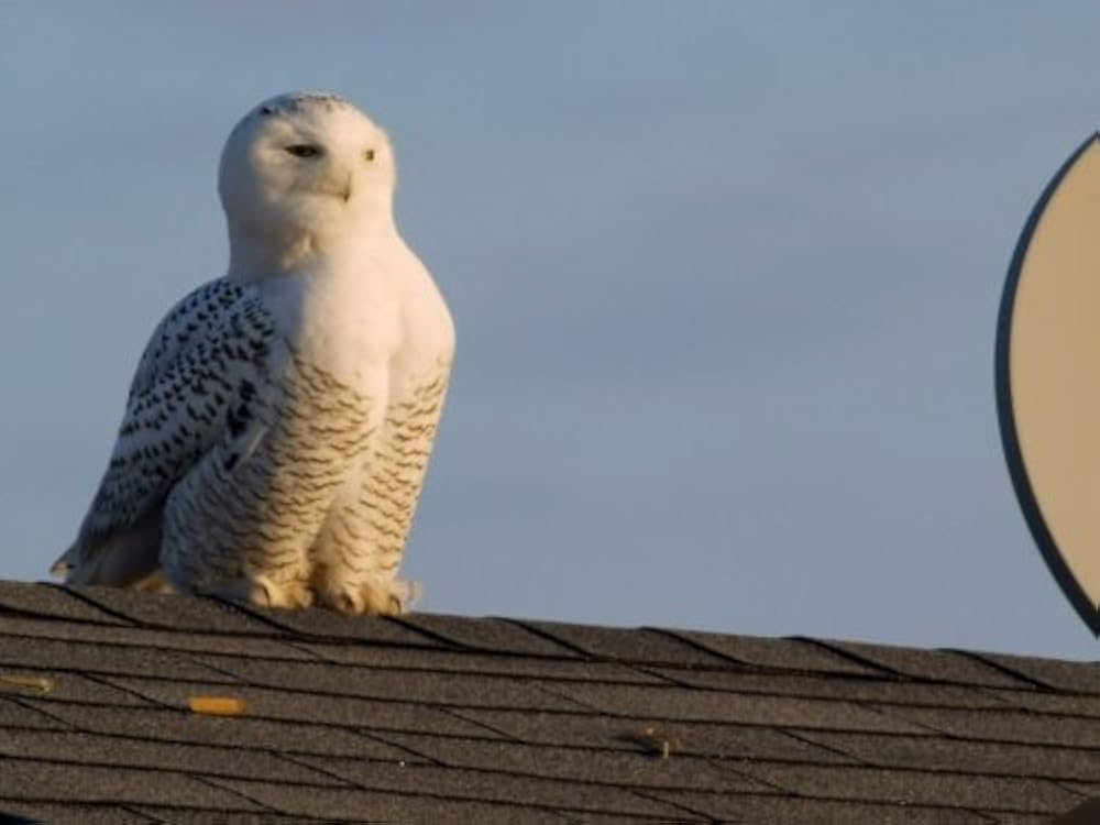 "Nature" Magic of the Snowy Owl (TV Episode 2012) - IMDb