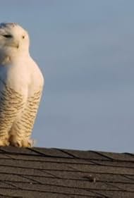 "Nature" Magic of the Snowy Owl (TV Episode 2012) - IMDb
