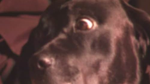 Weird, True & Freaky (TV Series 2008– ) - Episode list - IMDb