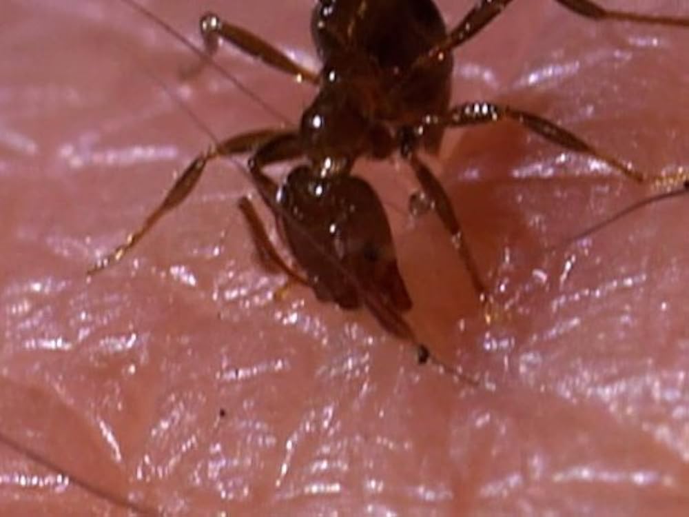 "Weird, True & Freaky" Invaders (TV Episode 2008) - IMDb