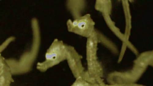 Weird, True & Freaky (TV Series 2008– ) - Episode list - IMDb