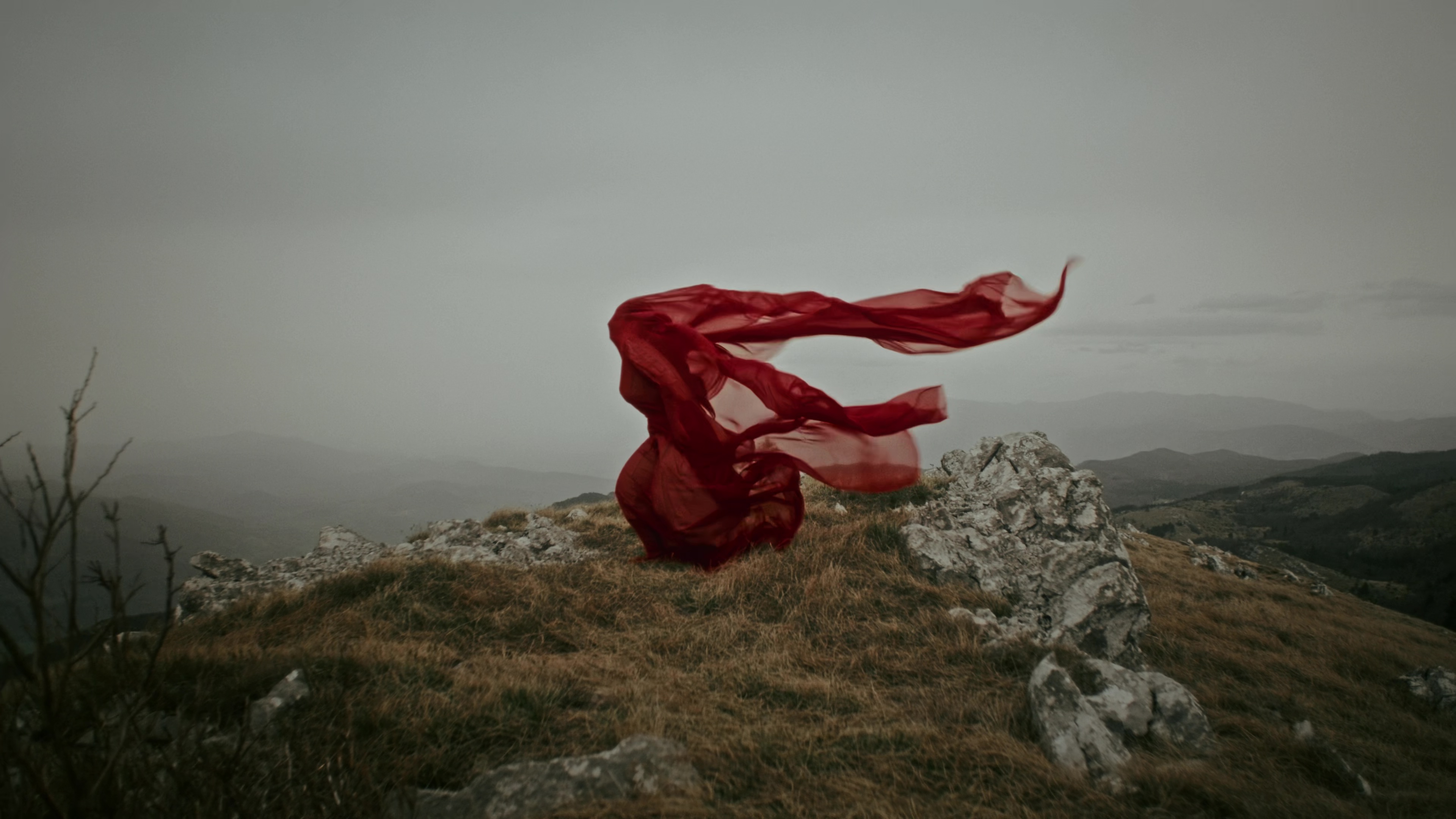 ZveN - Divja ptica (2025)