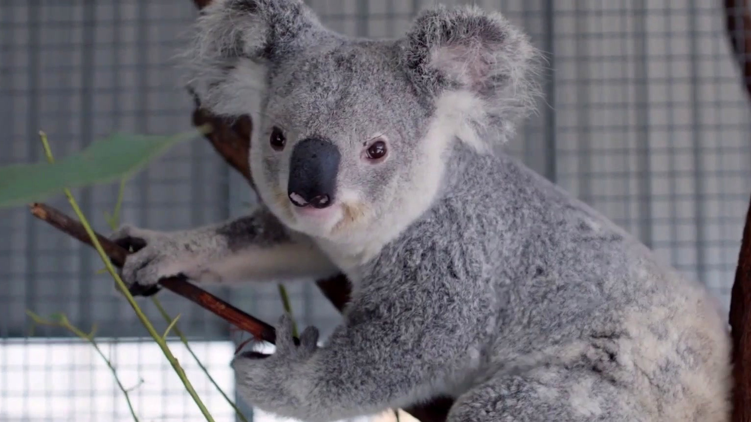 Izzy s Koala World