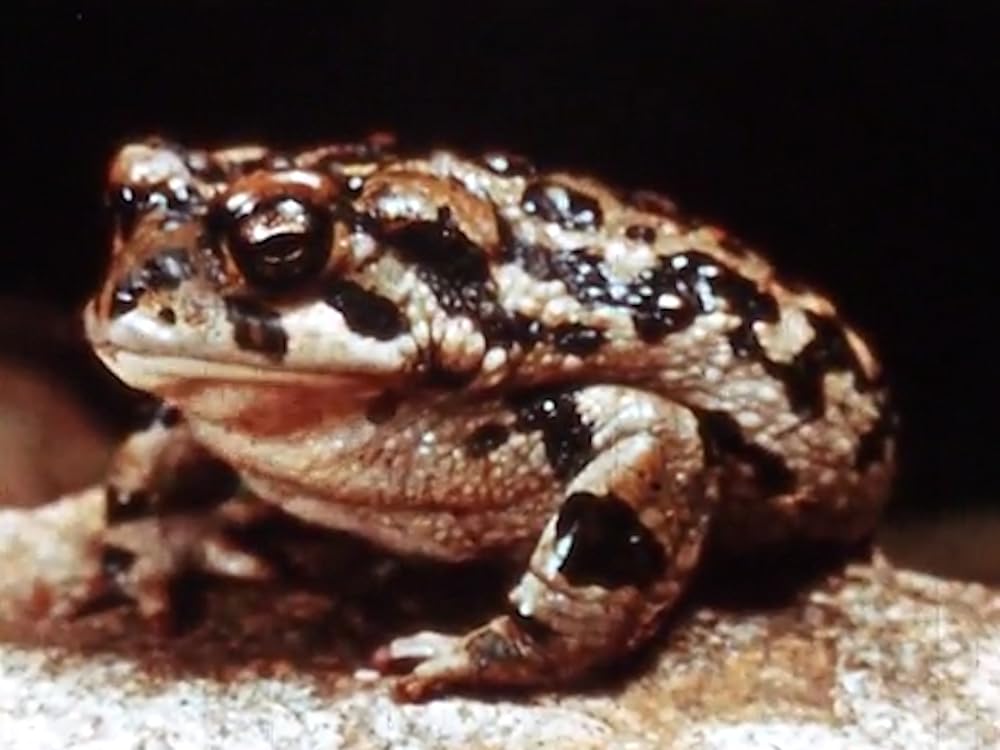 Some Thoughts on the Common Toad (Short 2023) - IMDb