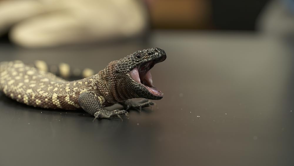 72 Dangerous Animals: Latin America (2017)