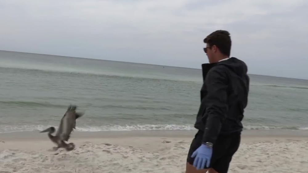 Live Rescue - Live Rescue: Pelican Rescued on the Beach | IMDb