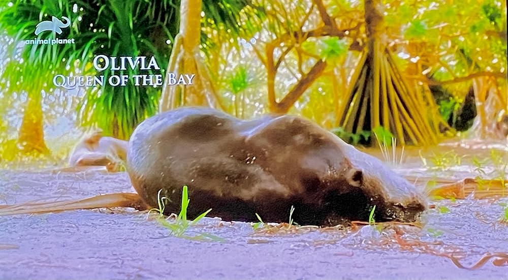 Otter Dynasty (WT) (TV Series 2023– ) - Episode list - IMDb