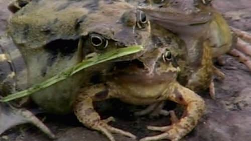 Weird, True & Freaky (TV Series 2008– ) - Episode list - IMDb