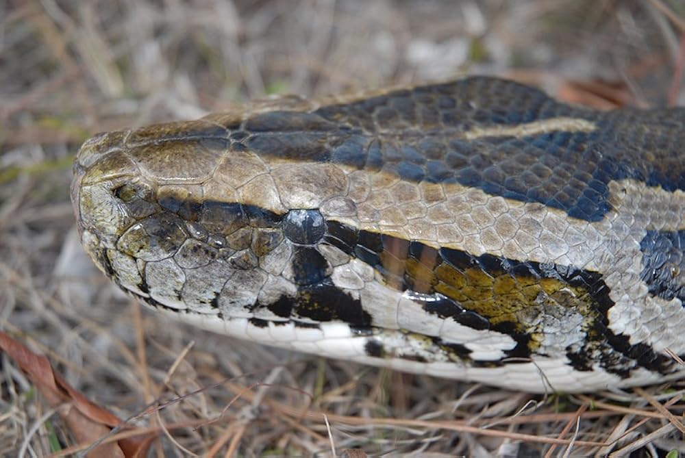 "Nature" Invasion of the Giant Pythons (TV Episode 2010) - IMDb