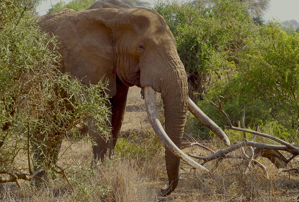 Last of the Big Tuskers (2018)