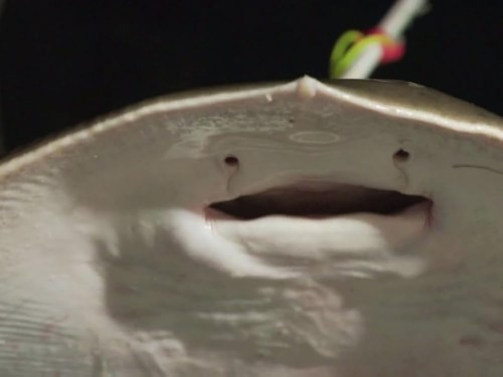 "Bizarre Foods America" Third Coast: Stingrays, Swamp and Swine (TV ...