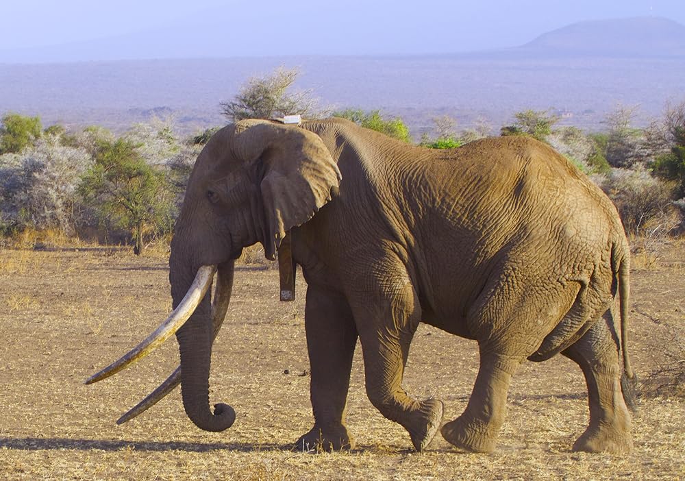 Last of the Big Tuskers (2018)