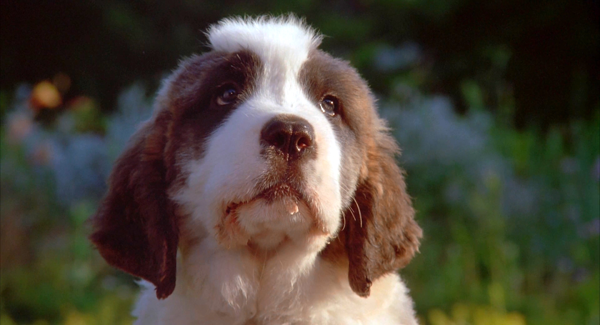 Beethoven's 2nd (1993)