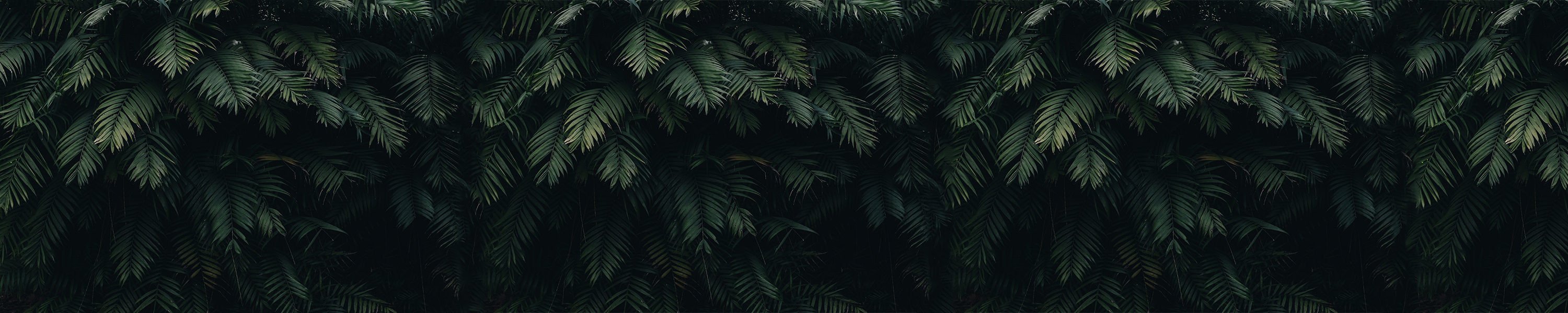 Amazon.in: Riyashree