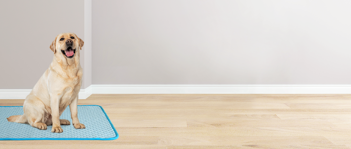 Amazon.co.jp: Bawagu