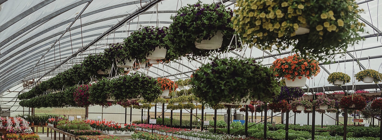 Amazon.com: Hazzard's : Ornamental Grass Labels