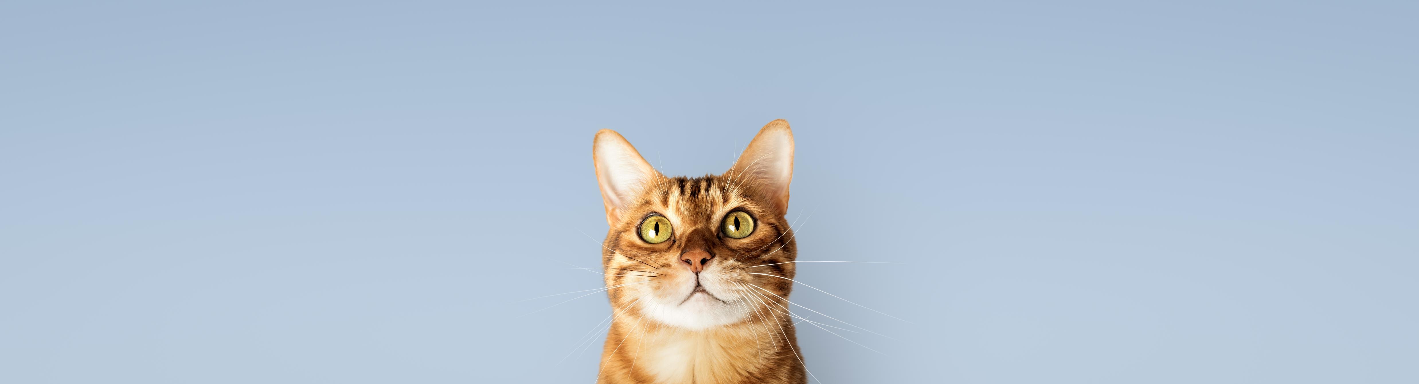 Amazon.com: Kitty Korner