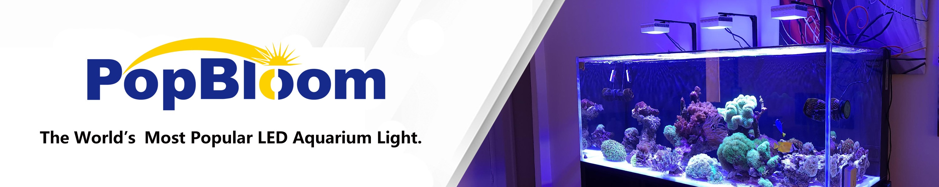 Amazon.com: PopBloom: Lighting Accessory