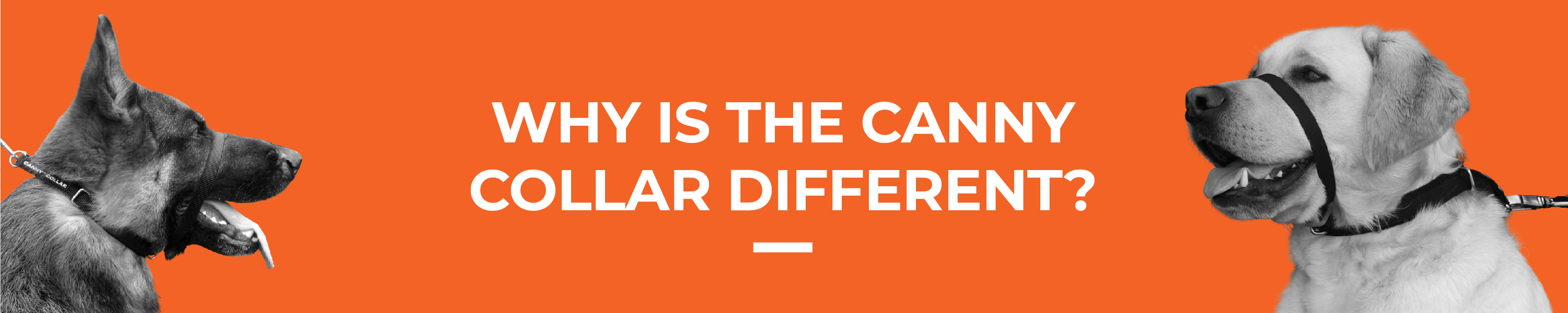 Amazon.com: Canny: Why Is The Canny Collar Different? Amazon.com: Canny: Why Is The Canny Collar Different?