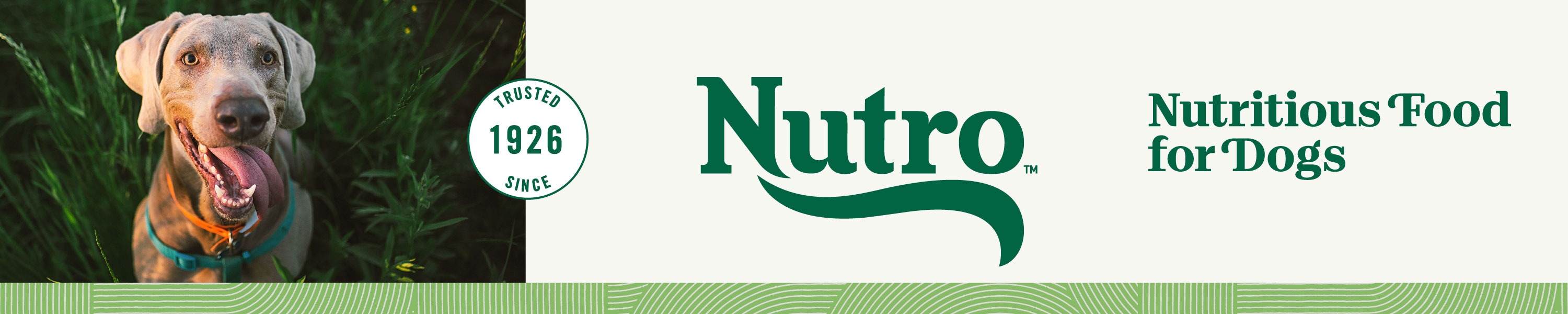 Amazon.com: Nutro: Dry Dog Food