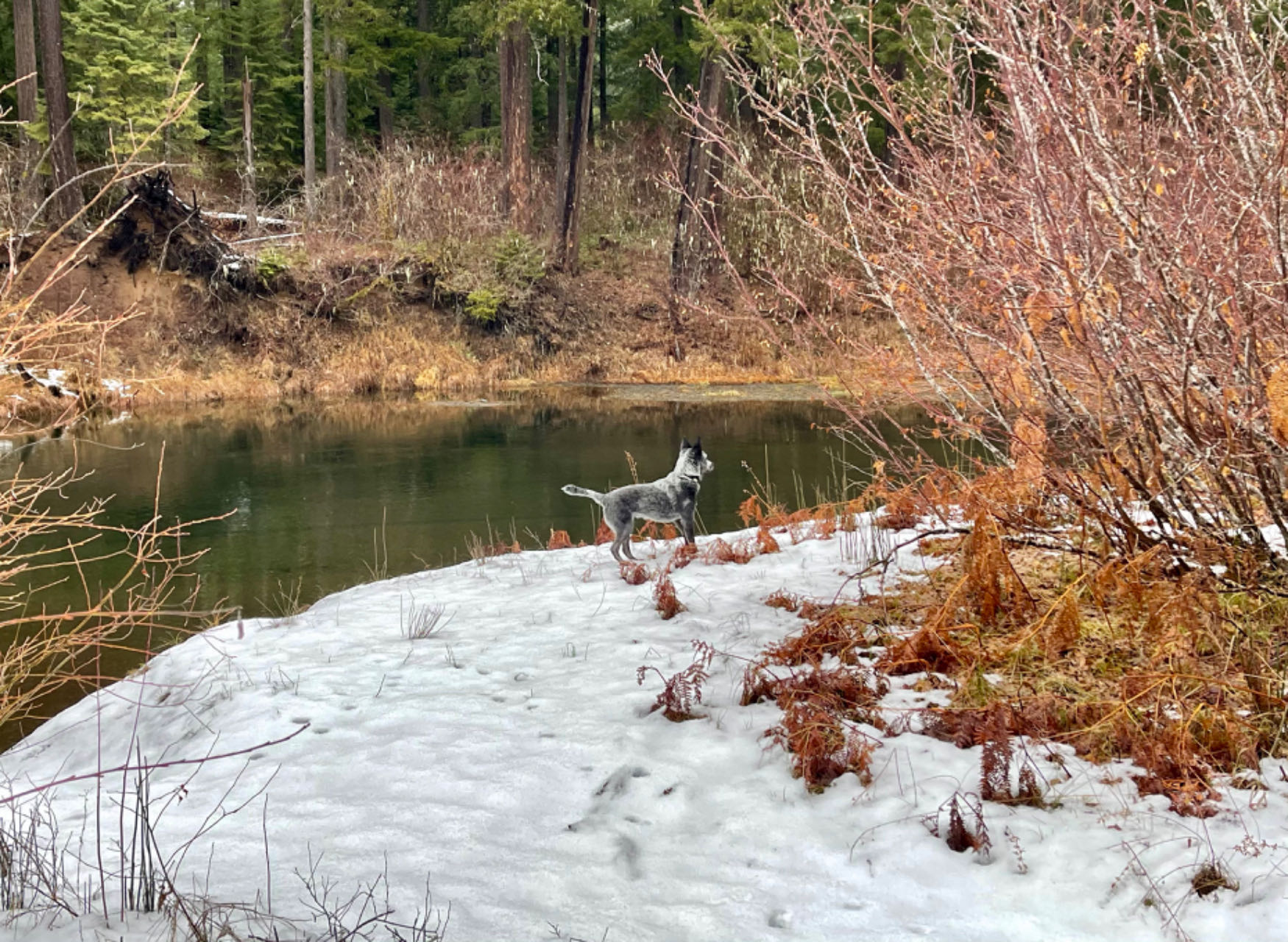 Amazon.com: BLACK FOX PET FOODS