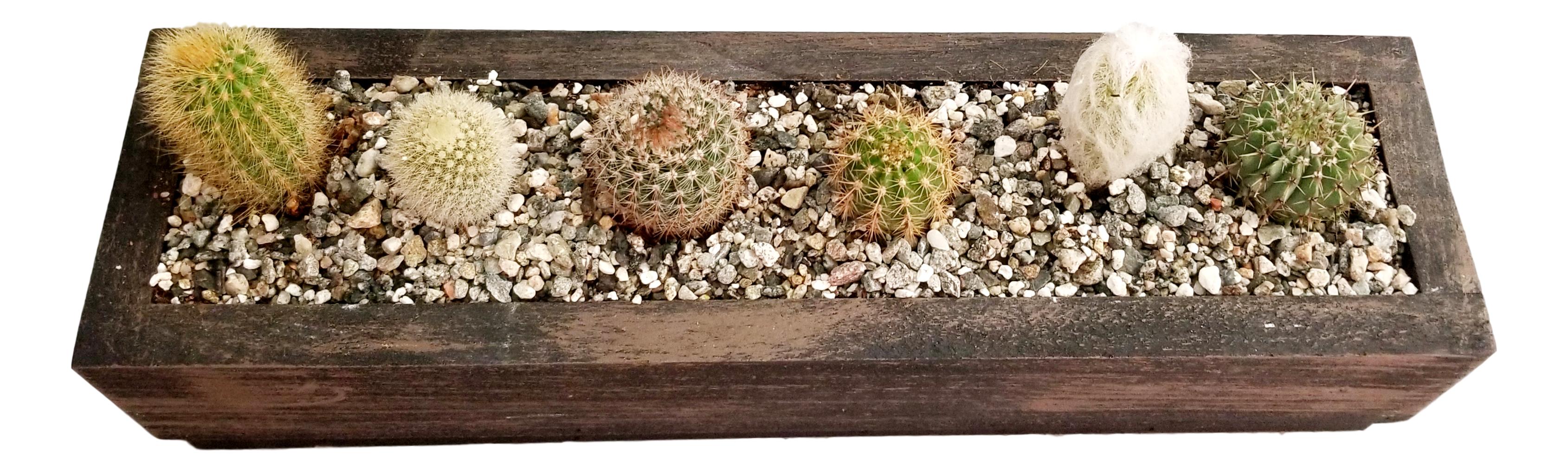 Amazon.com: Fat Plants San Diego: Cactus Plants