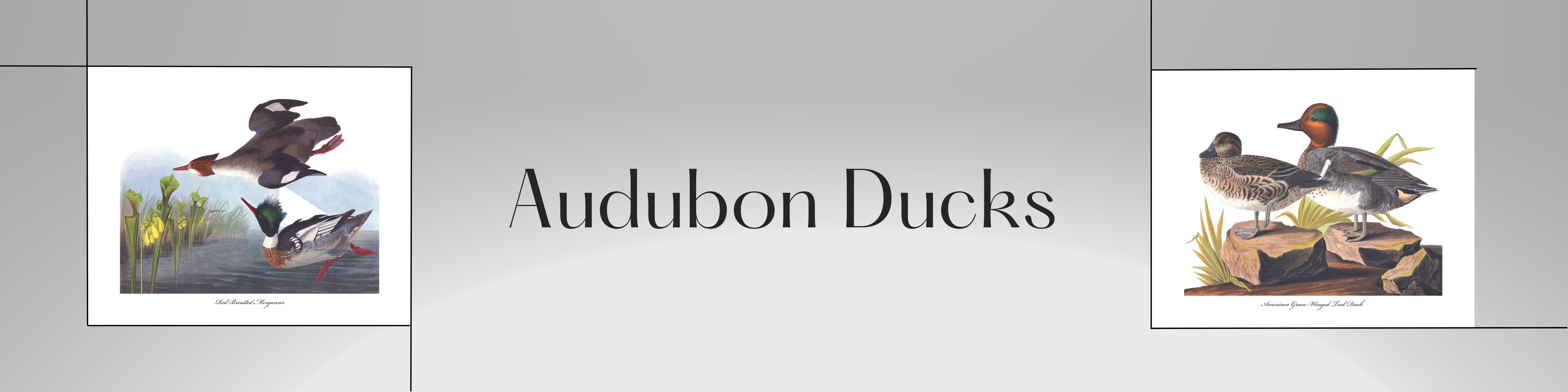 Amazon.com: Cloud Nine Prints: Birds • Audubon Ducks