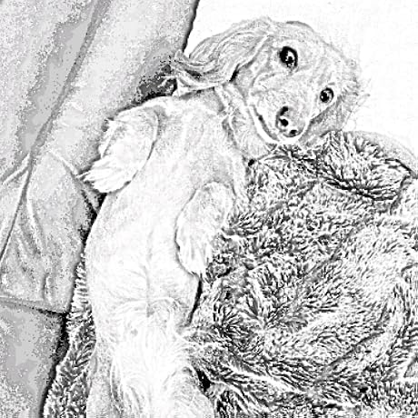 Bartender'S Guide To Cocktails: a QuickStudy Laminated Reference Guide (QuickStudy Home): Dale ...