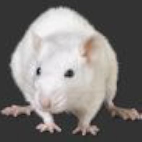 Scourge of Souls: The Realms Book 4: (A LitRPG Adventure) (English Edition) eBook : Carney, C.M ...