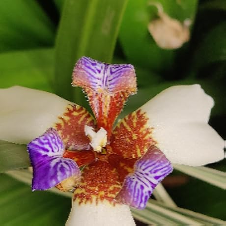 A Survey of the Old Testament: Hill, Andrew E., Walton, John H ...