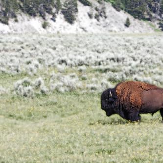 GM Genuine Parts 23337305 Trailer Brake Power Control Module Assembly ...